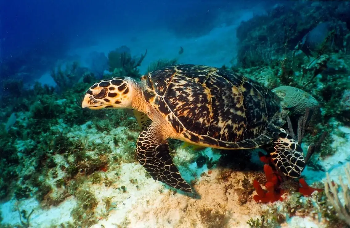 Arrecife Manchones – Colección Fotográfica RutaMX - Ruta MX
